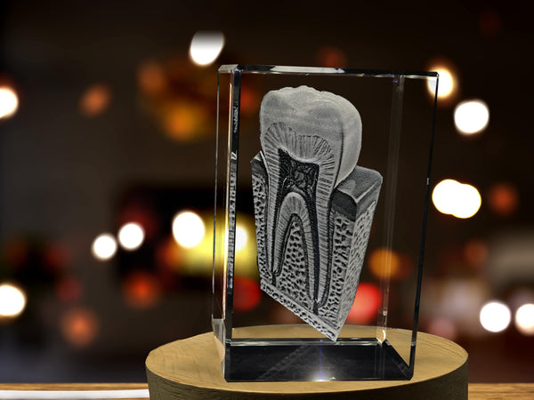 3D Engraved Crystal Tooth Keepsake – AB Crystal Collection